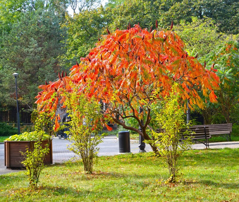Sumah Deer Rhus Typhina L. in the Autumn Park Stock Image - Image of ...