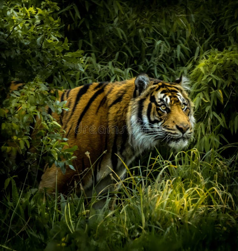 Sumartran tiger stock image. Image of light, tiger, emerging - 208189527
