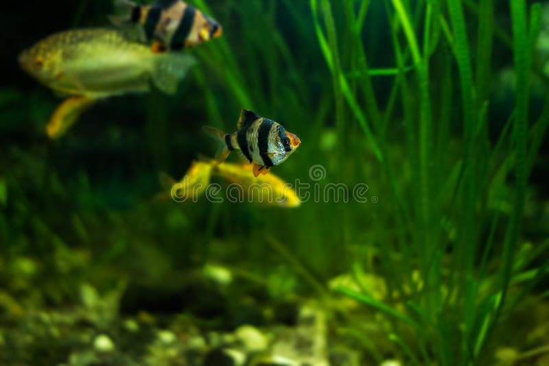 Sumatra barb fish stock image. Image of striped, sumatra - 82366077