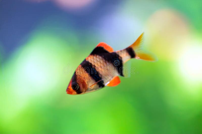 Sumatra Barb, Puntigrus Tetrazona Stock Photo - Image of yellow, fresh ...