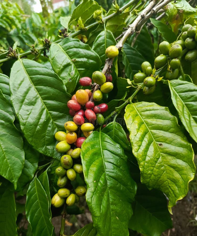 Sumatra coffee tree stock photo. Image of coffe, nature - 316696708