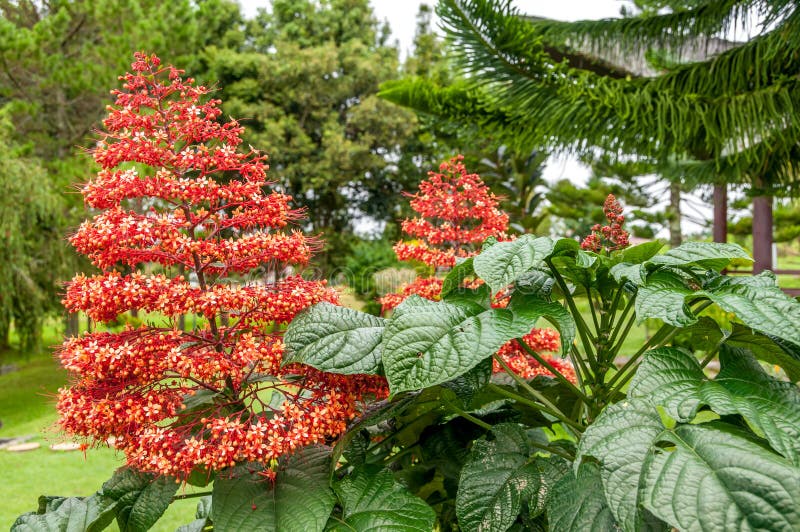 Sumatra Flowers stock image. Image of hiking, nature - 31776593