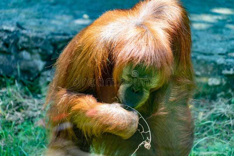 Primate in a zoo stock photo. Image of asia, farm, natural - 161219458
