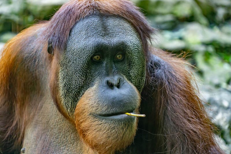 Primate in a zoo stock image. Image of jungle, beautiful - 161219743