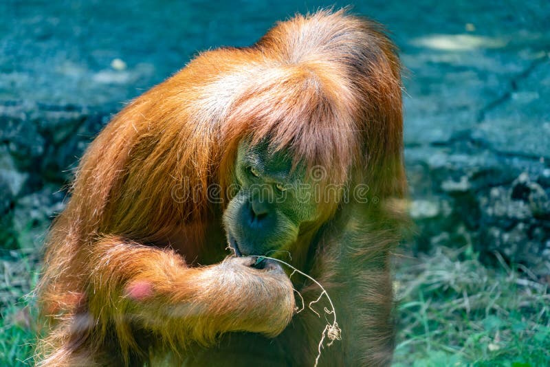 Primate in a zoo stock image. Image of marine, natural - 161219951