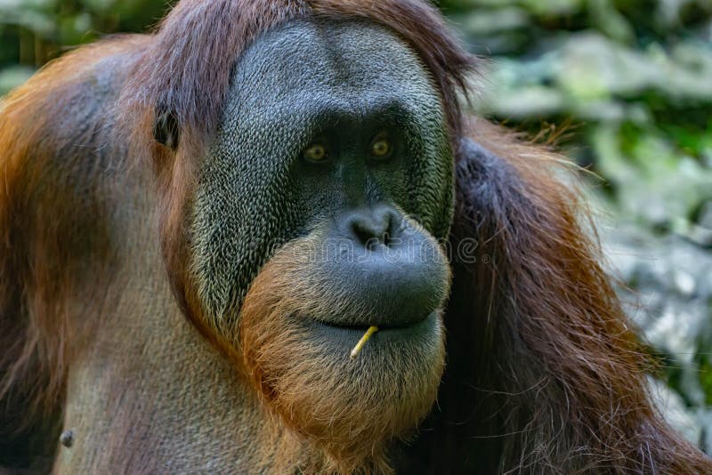 Primate in a zoo stock photo. Image of monkey, outdoor - 161220486