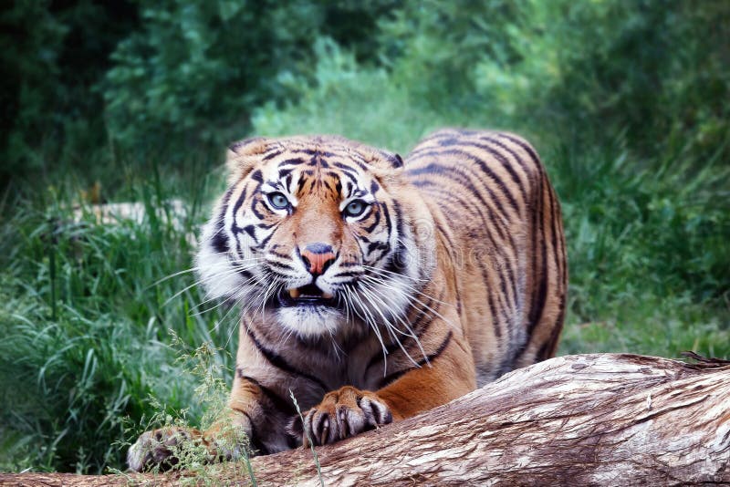 Sumatra tiger, front view stock image. Image of mammal - 91802291
