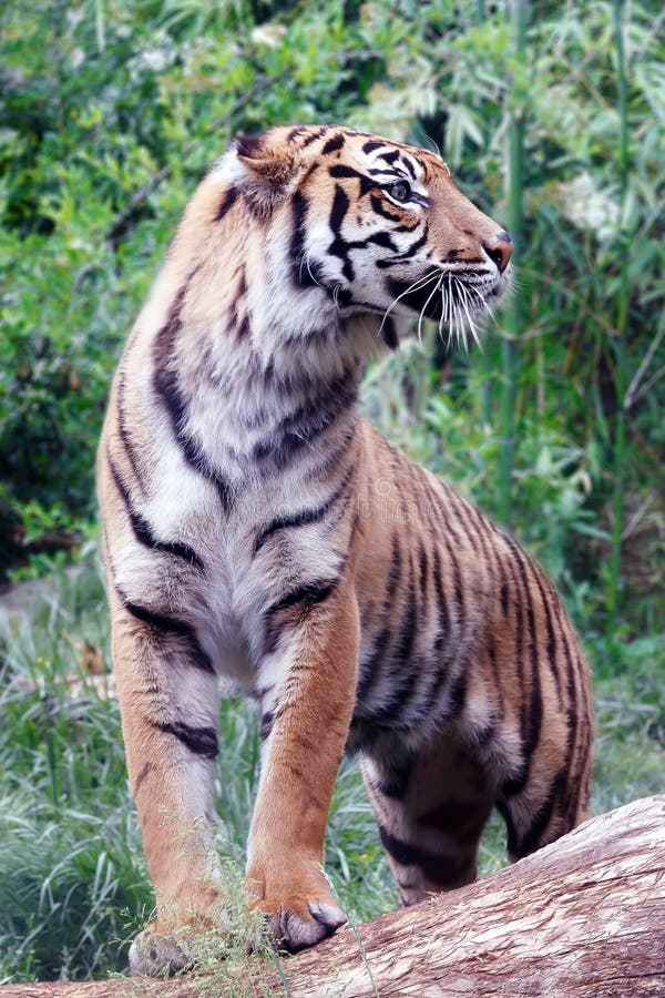 Sumatra Tiger, Profile View Stock Photo - Image of large, beauty: 91802154