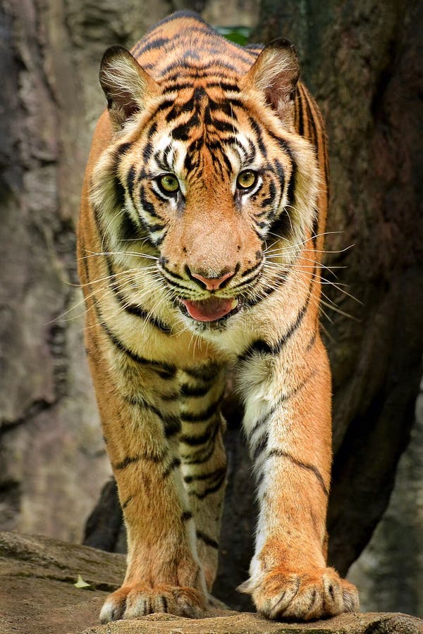 Sumatra tiger stock photo. Image of hunter, animals, tigris - 41214062