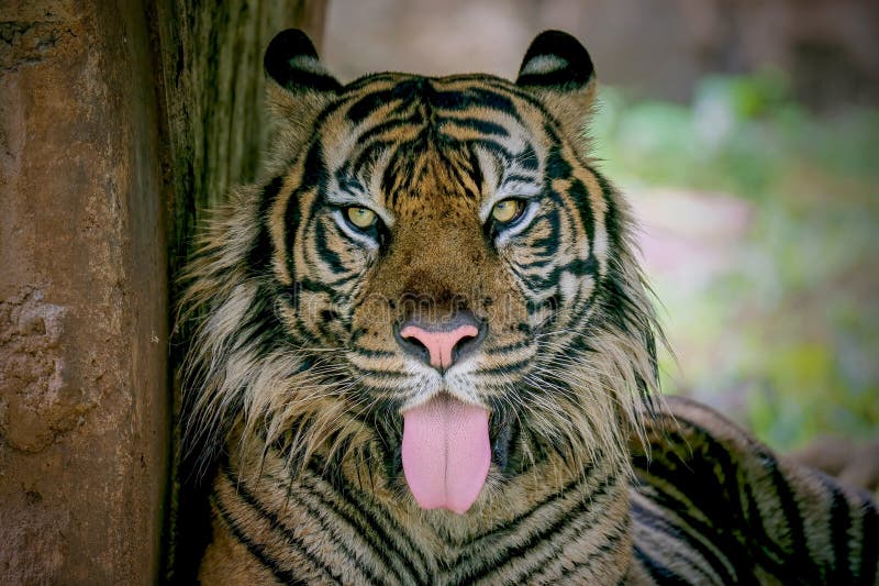 Sumatra Tiger Watching the Prey Stock Photo - Image of carnivore ...