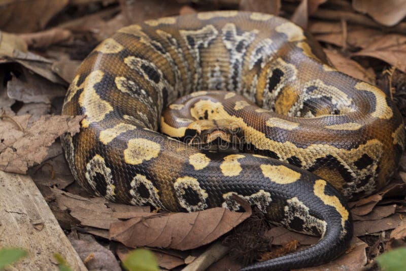 Sumatran Red Blood Python Python Curtis Curtis Stock Photo - Image of ...