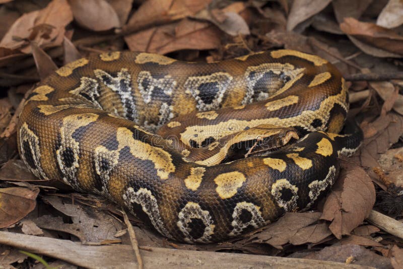Sumatran Blood Python / Python Brongersmai Stock Image - Image of ...