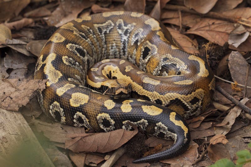 Sumatran Red Blood Python / Python Brongersmai Stock Image - Image of ...