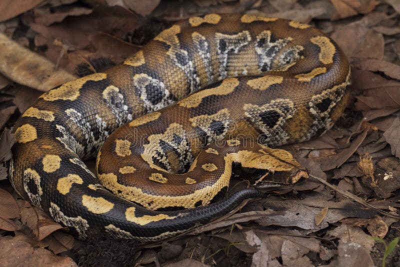 Sumatran Blood Python / Python Brongersmai Stock Image - Image of cold ...