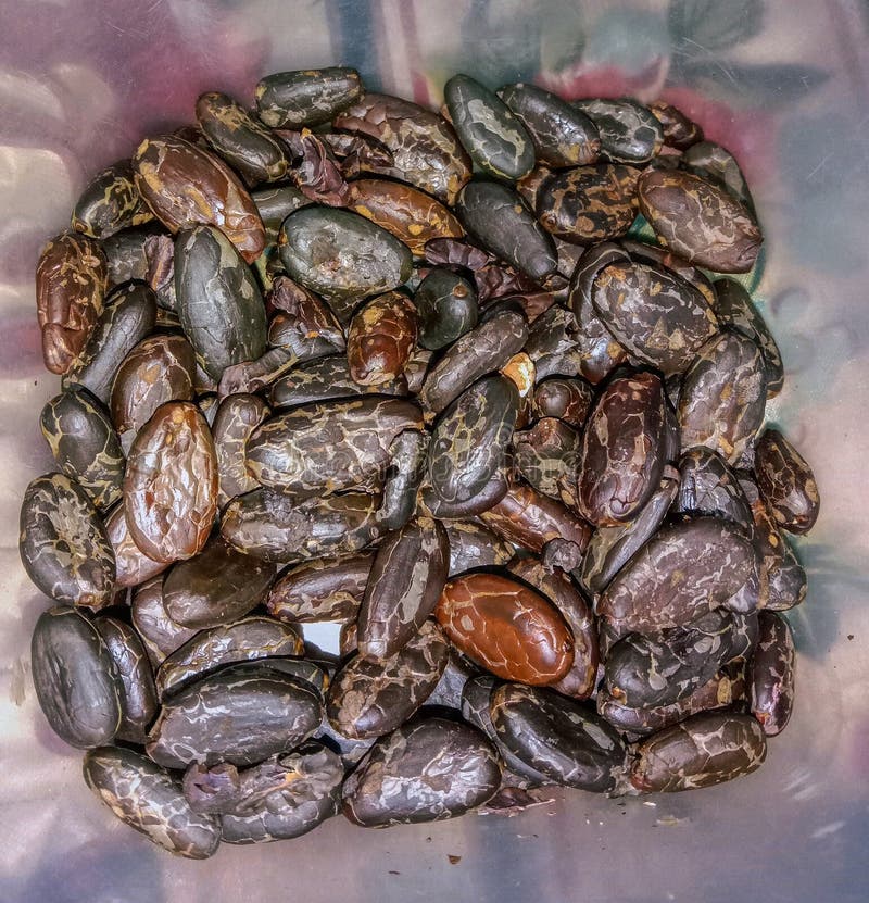 Sumatran cocoa beans stock image. Image of chocolate - 262976493