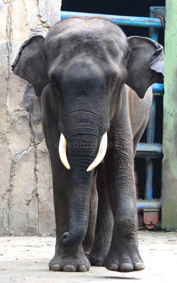 Sumatran elephant stock image. Image of animal, mammal - 91143845