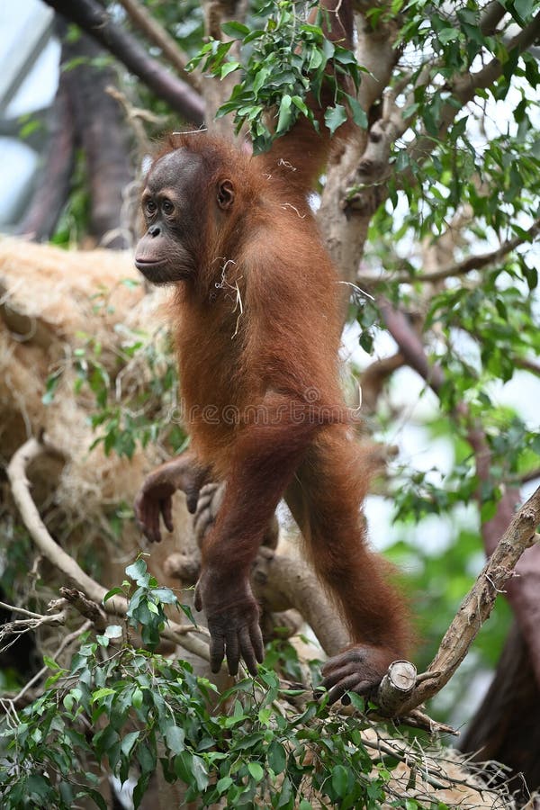 Sumatran Orangutan Animals Zoo Stock Photo - Image of native, animals ...
