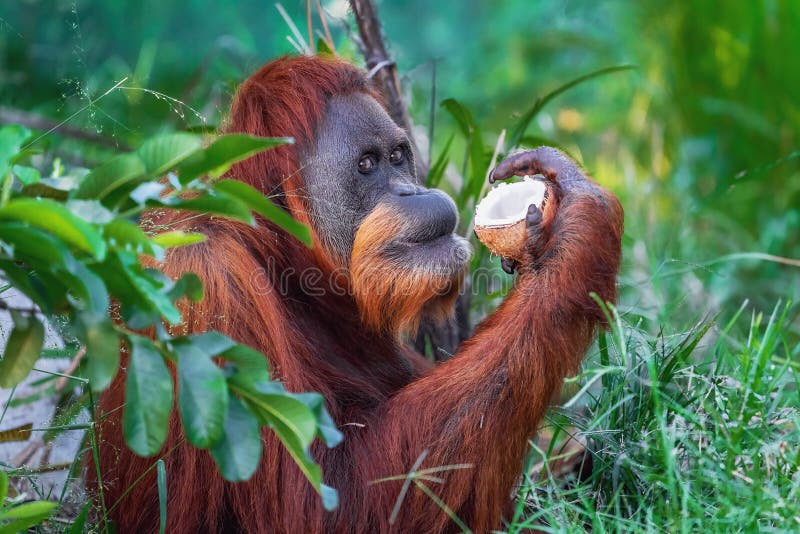 Sumatran Orangutan Com Coco Imagem de Stock - Imagem de zoologia, beber ...