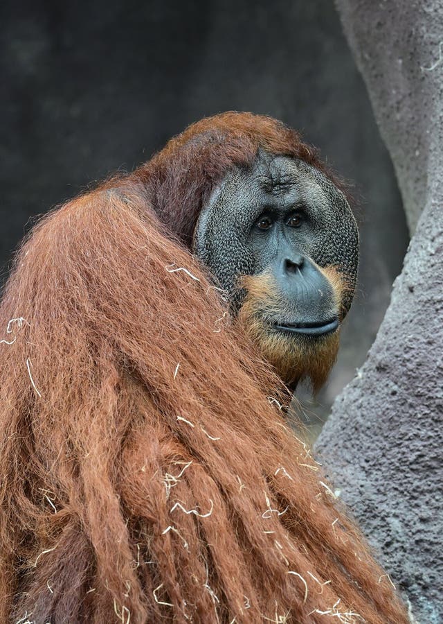 Sumatran orangutan male stock photo. Image of male, island - 367066504