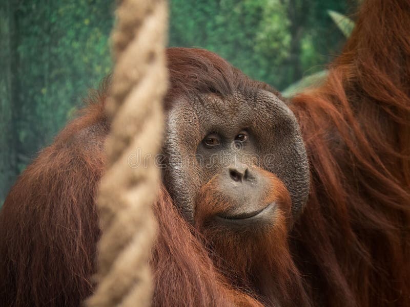 Sumatran Orangutan (Pongo Abelii) at the Zoo Stock Image - Image of ...