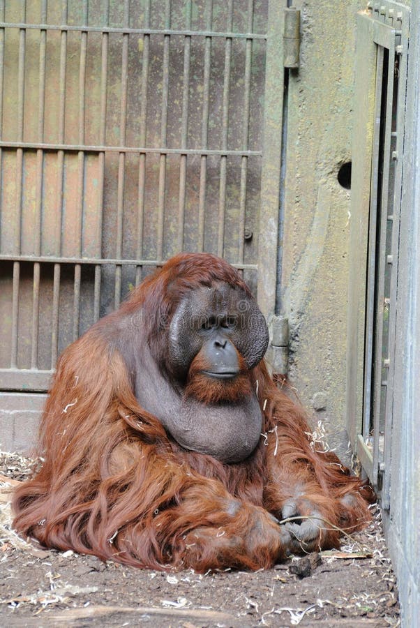 Sumatran Orangutan Sitting in the Zoo, Vertical Editorial Photo - Image ...