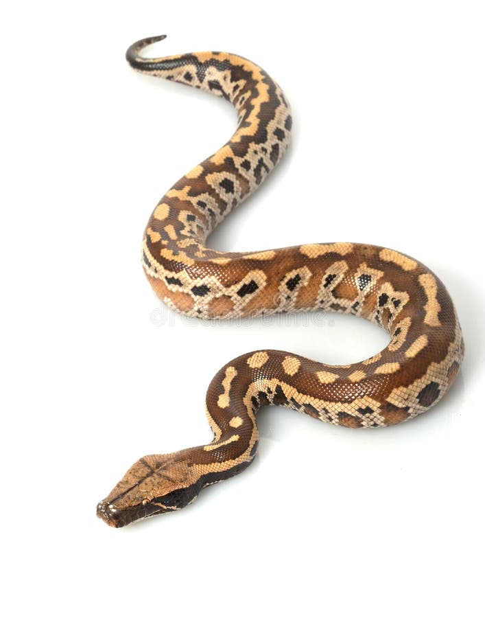 Sumatran Red Blood Python stock photo. Image of isolated - 7964592