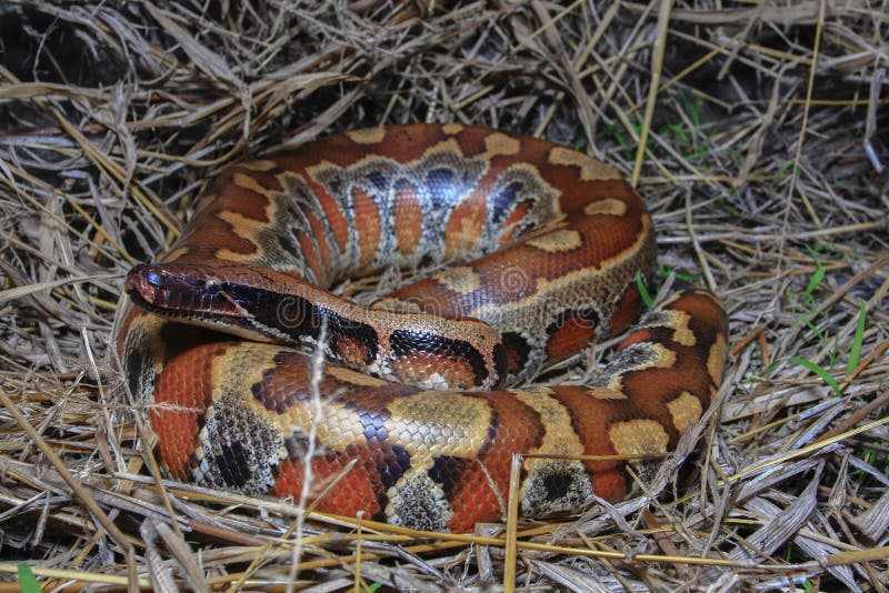 Snake's Blood Stock Photos - Free & Royalty-Free Stock Photos from ...