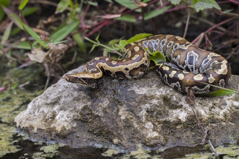 Sumatran Red Blood Python Python Curtis Curtis Stock Photo - Image of ...