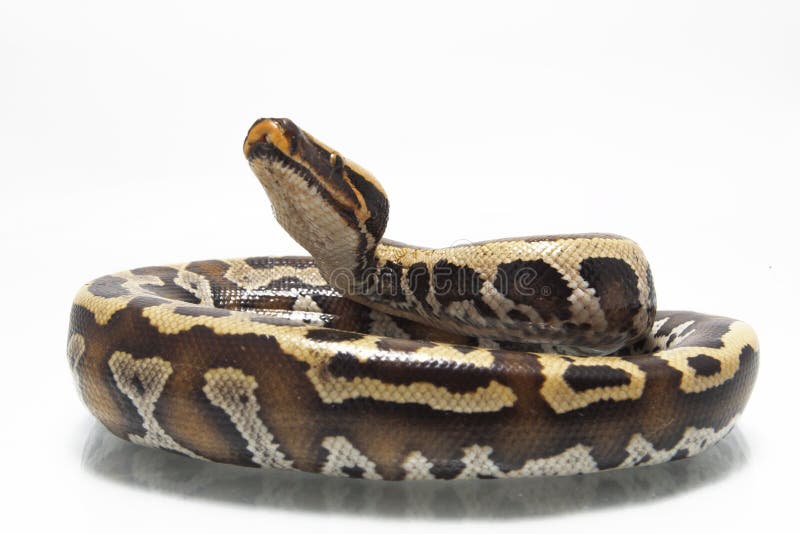 Sumatran Red Blood Python Python Curtis Curtis Stock Image - Image of ...