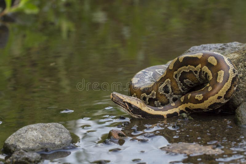 Sumatran Red Blood Python Python Curtis Curtis Stock Photo - Image of ...