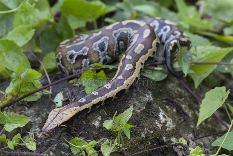 Sumatran Red Blood Python Python Curtis Curtis Stock Photo - Image of ...