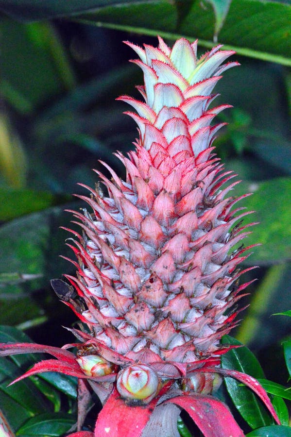 Sumatran Pineapple Stock Photos - Free & Royalty-Free Stock Photos from ...