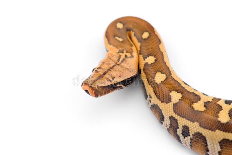 Python, Red Tail Boa Constrictor Snake,honduras Stock Image - Image of ...