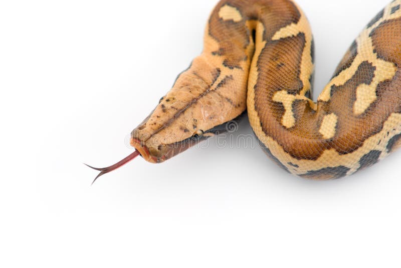 Python, Red Tail Boa Constrictor Snake,honduras Stock Image - Image of ...