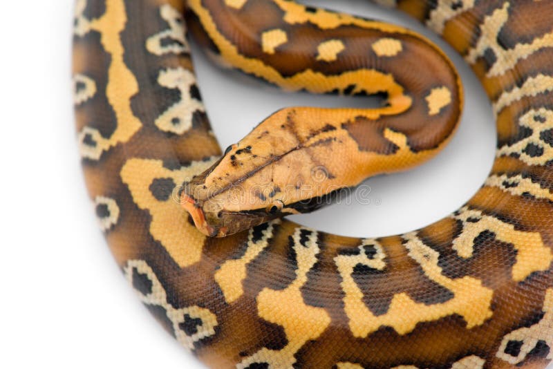Python, Red Tail Boa Constrictor Snake,honduras Stock Image - Image of ...