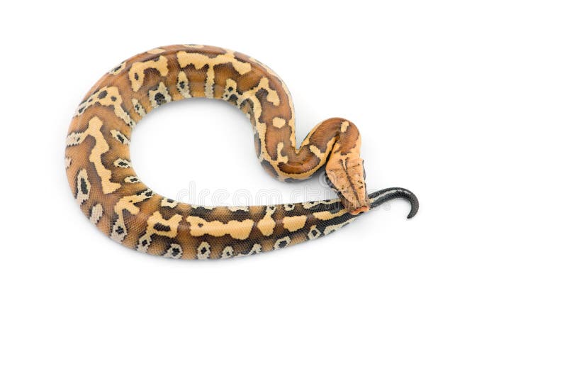 Python, Red Tail Boa Constrictor Snake,honduras Stock Image - Image of ...