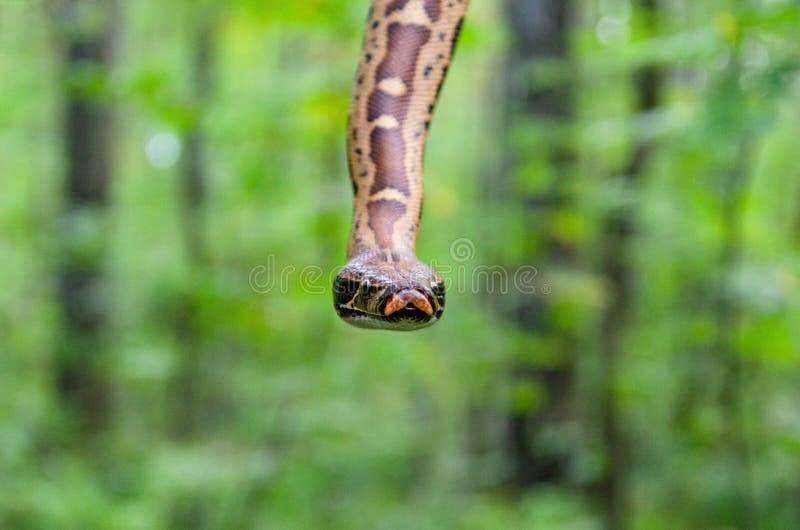 Sumatran Short-tailed Python Python Curtus is Creeping. the Snake is ...