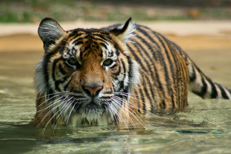Tiger - Stealth stock photo. Image of sumatran, sneaky - 12480160