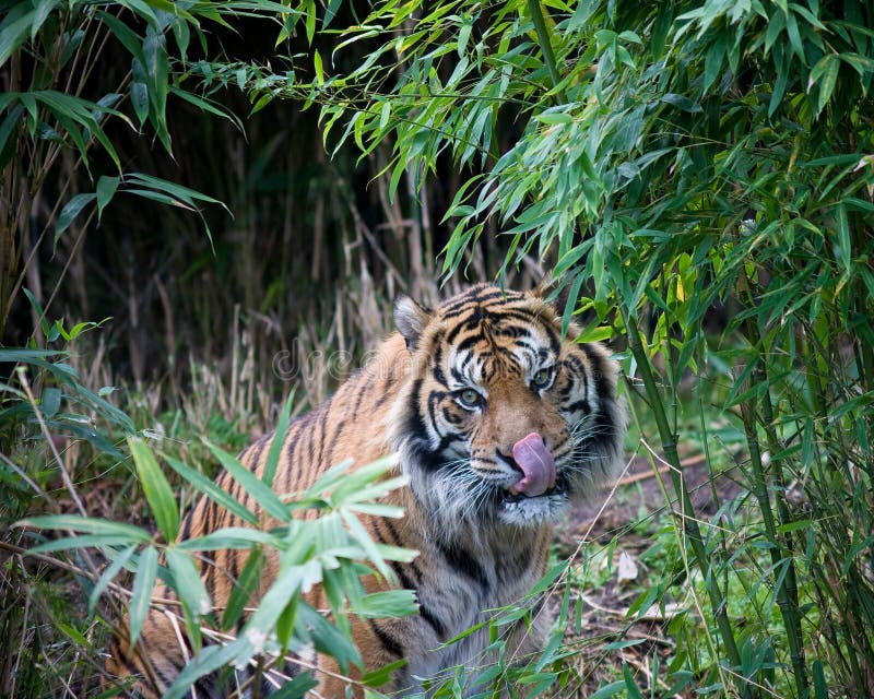 Sumatran tiger stock photo. Image of sumatran, animal - 12893518