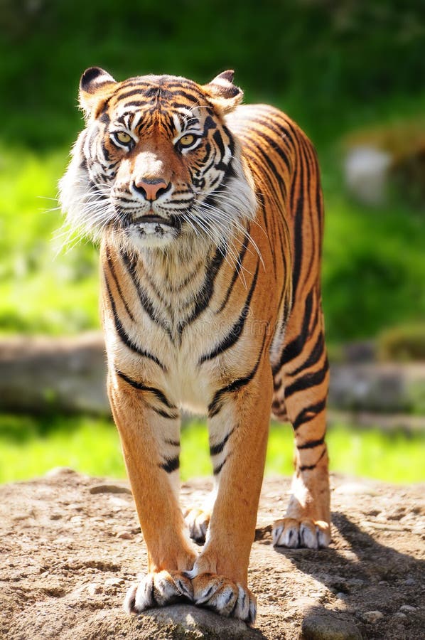 Tiger Standing Up Stock Photos - Download 170 Royalty Free Photos