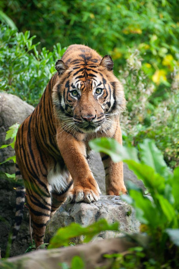 Tiger - Crouching stock image. Image of mammal, stripes - 12482223