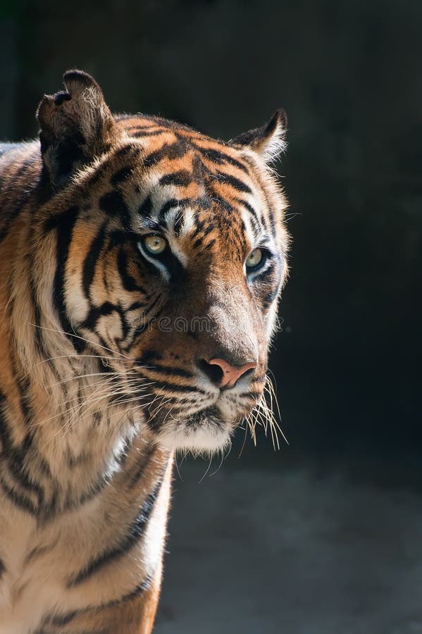 Tiger Head Profile Stock Photos - Download 793 Royalty Free Photos