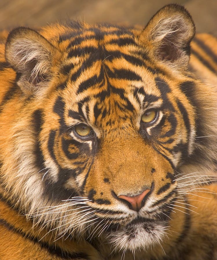 Tigers face stock photo. Image of animal, front, aggression - 16414122