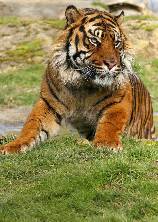 Endangered Sumatran Tiger stock photo. Image of close - 2411878