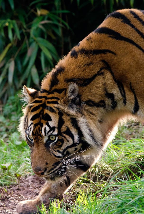 Sumatran Tiger Cub stock photo. Image of sunda, wild - 28018788