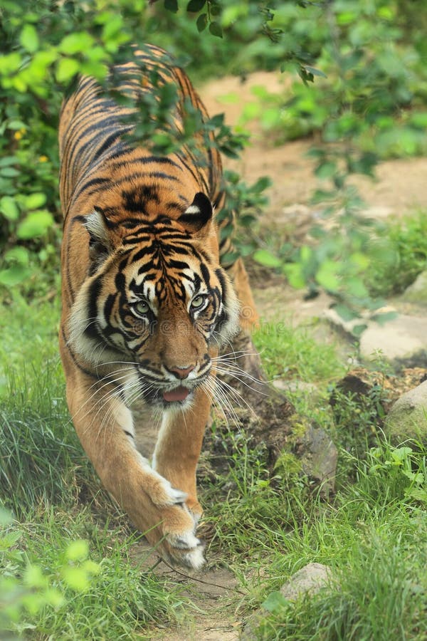Tiger - Stealth stock photo. Image of sumatran, sneaky - 12480160