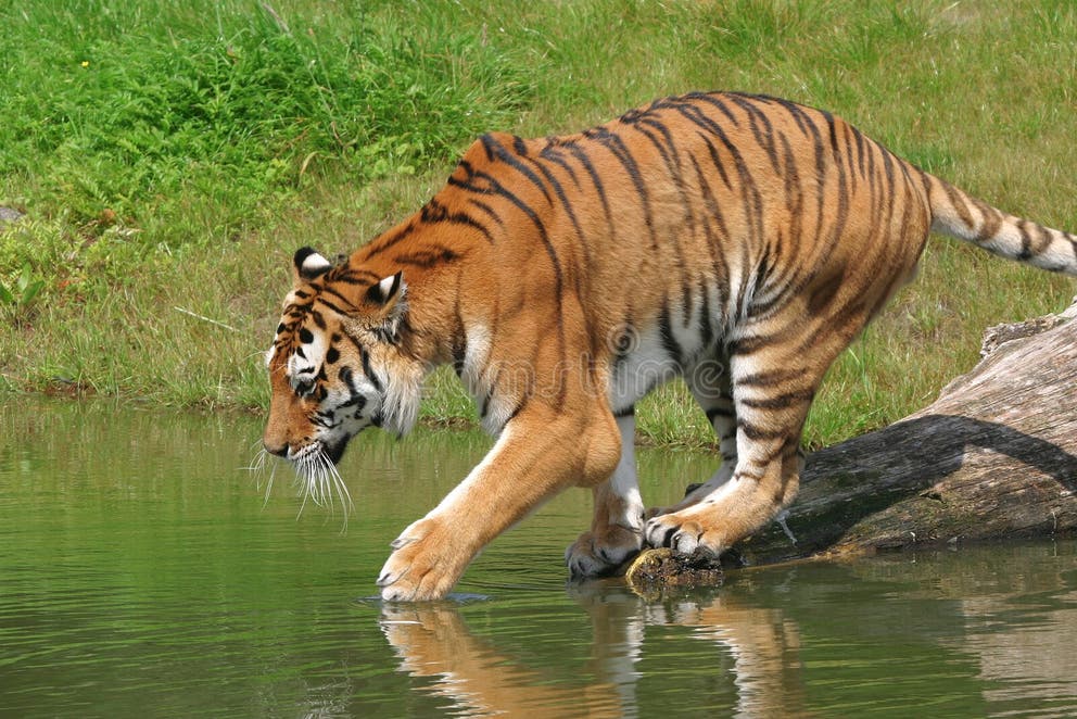 Sumatran tiger stock image. Image of hunting, pattern - 2822825