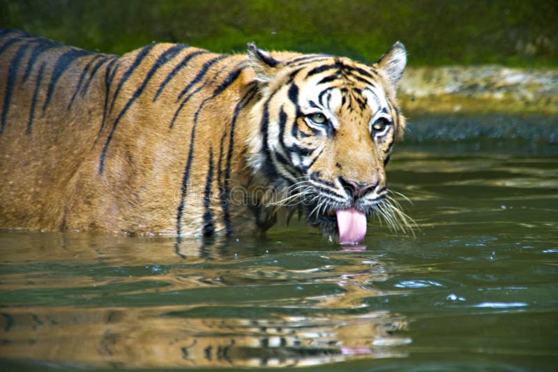 Tiger - Stealth stock photo. Image of sumatran, sneaky - 12480160
