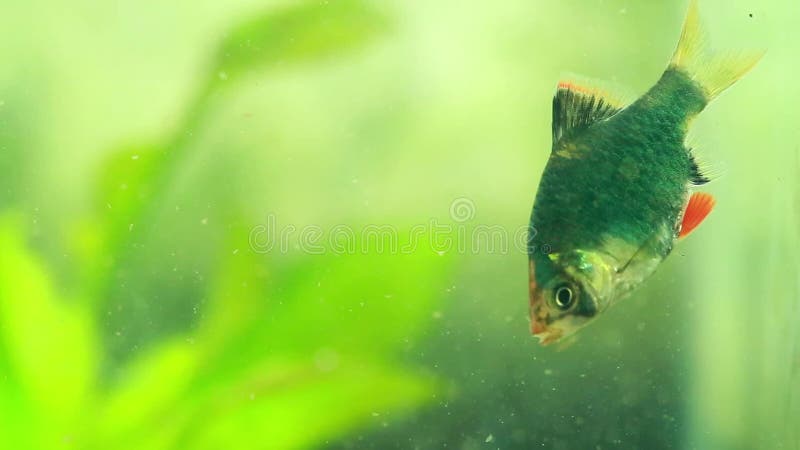 Sumatran Tiger Barb Fish Eating Food Stock Video - Video of water ...