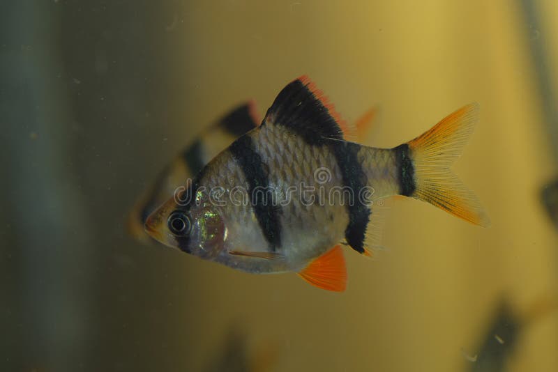 Sumatran tiger barb stock photo. Image of popular, barbus - 63368220